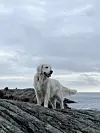 Mest populære hunderaser i Norge 2025: Golden retriever, border collie ...