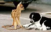 Mest populære hunderaser i Norge 2025: Golden retriever, border collie ...