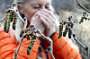 Pollenallergi: Derfor blir flere rammet i Norge