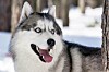 Hund angrep flere sauer på Hana – Dagsavisen