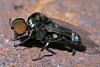 Tuneflua observert i Råde – Dagsavisen